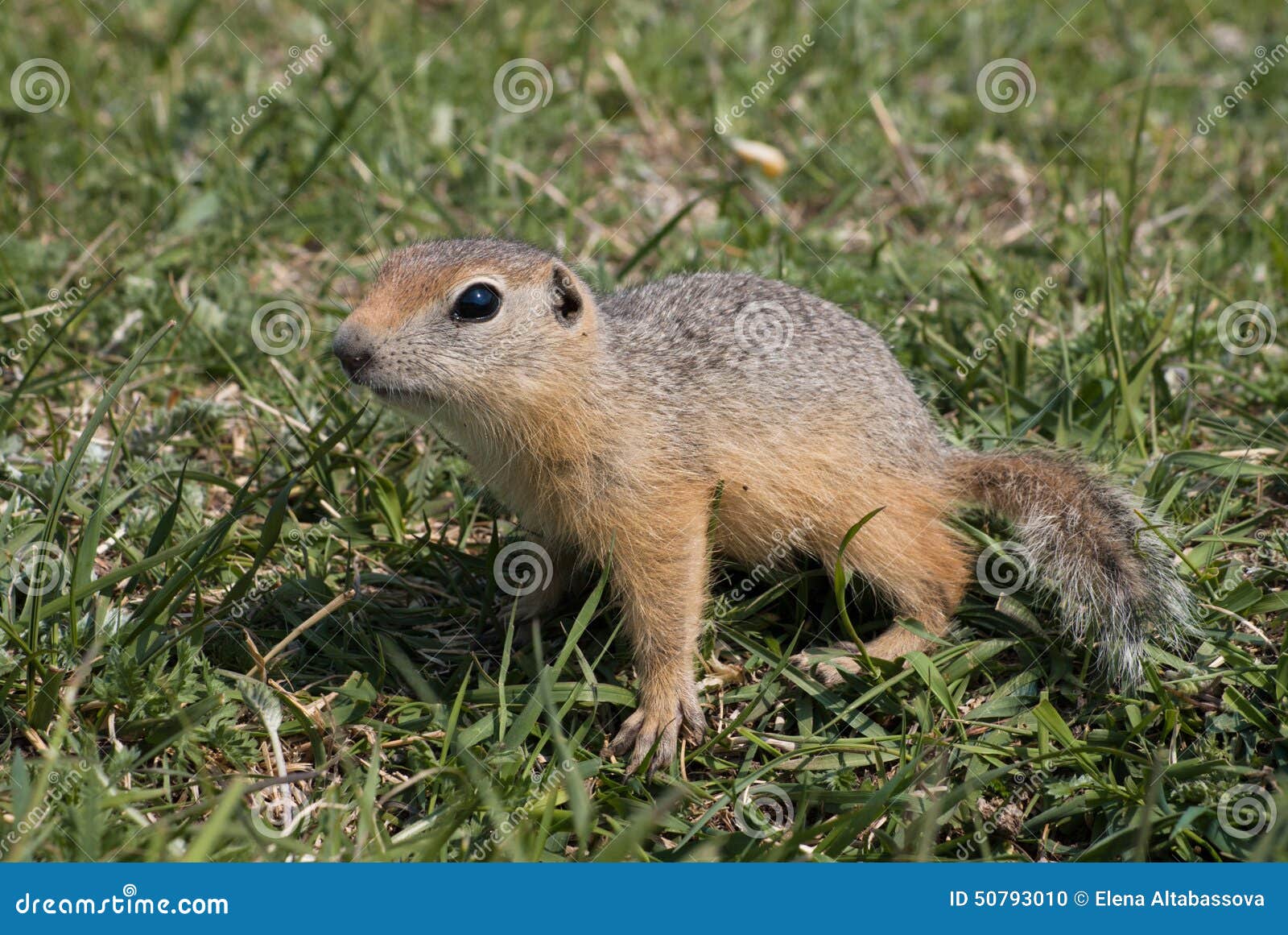 Gopher stock photo. Image of watch, braun, hole, green - 50793010