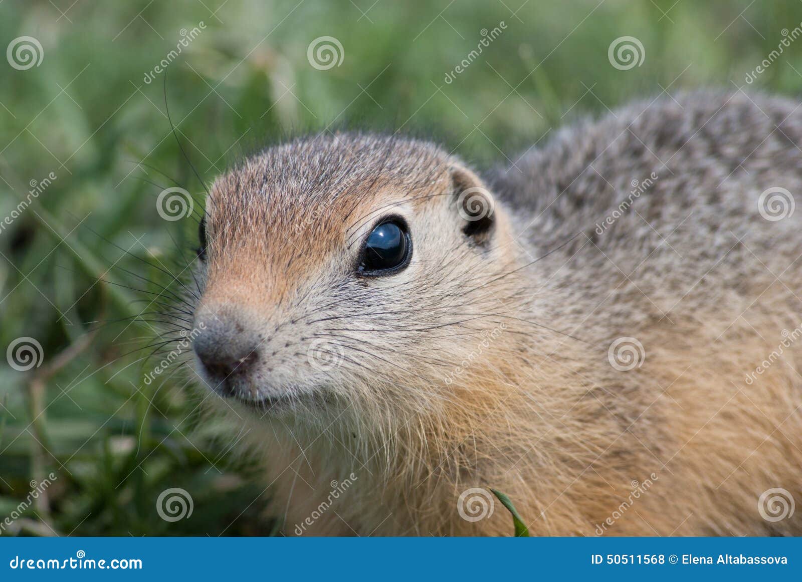 Nosy Gopher Stock Photos - Free & Royalty-Free Stock Photos from Dreamstime