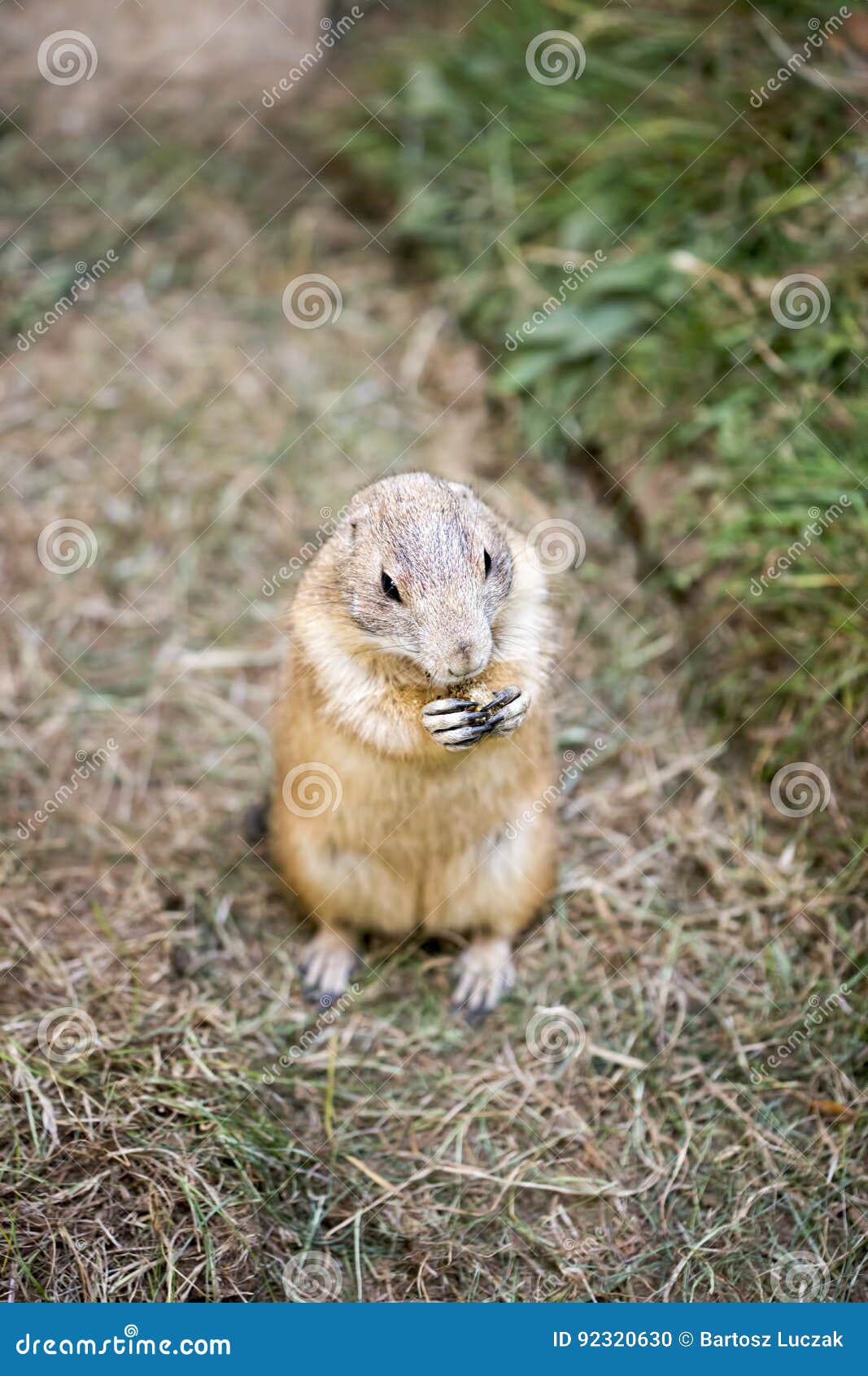 Gopher in zoo stock photo. Image of beautiful, brown - 92320630