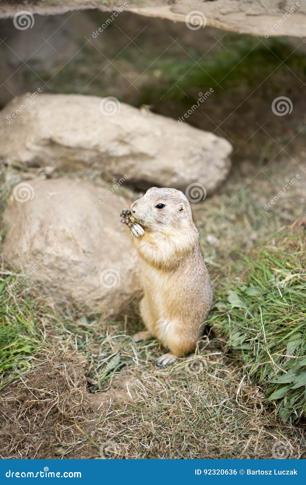Gopher in zoo stock photo. Image of grass, prairie, paws - 92320636
