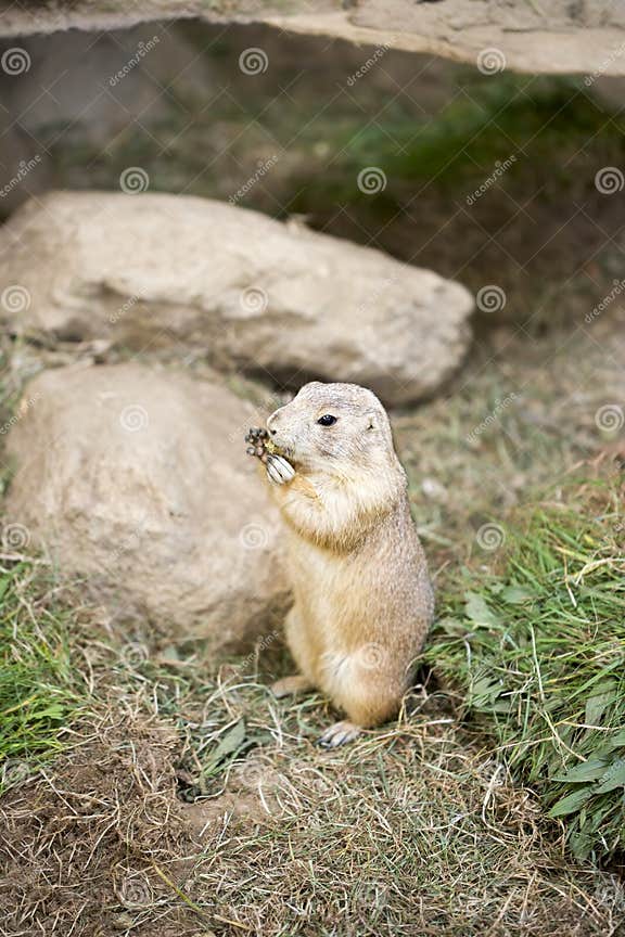Gopher in zoo stock photo. Image of grass, prairie, paws - 92320636