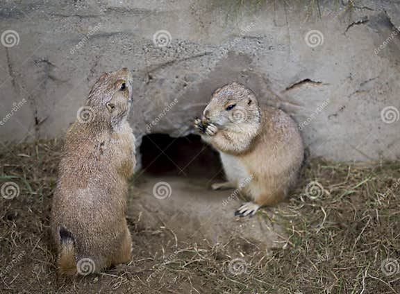 Gopher in zoo stock photo. Image of rodent, looking, groundhog - 92320596