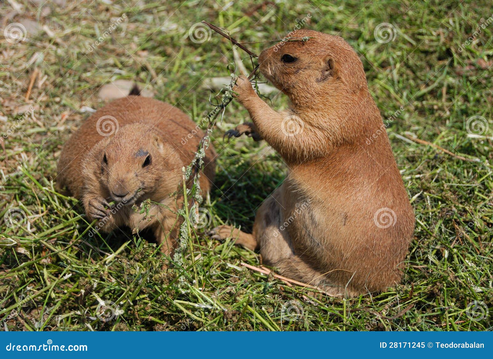 Gophers stock image. Image of field, attention, fear - 28171245