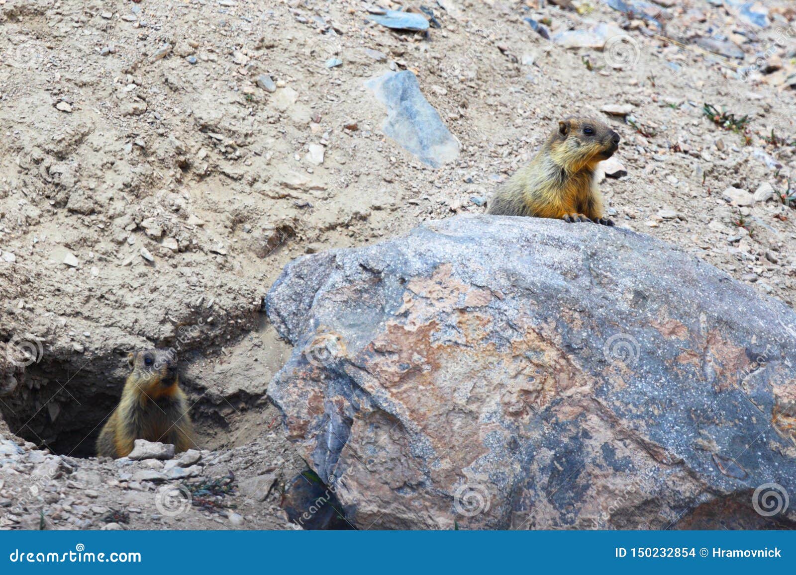 Gophers. Animals of the Pamirs Stock Photo - Image of animal, mountains ...