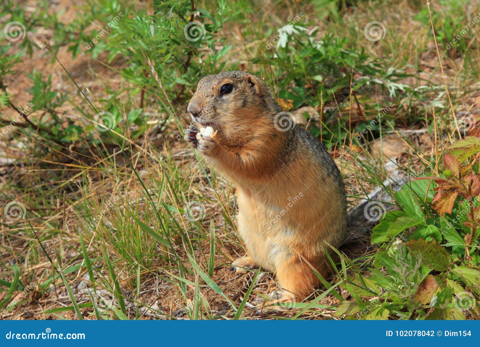Eating gopher stock photo. Image of sitting, grass, close - 102078042
