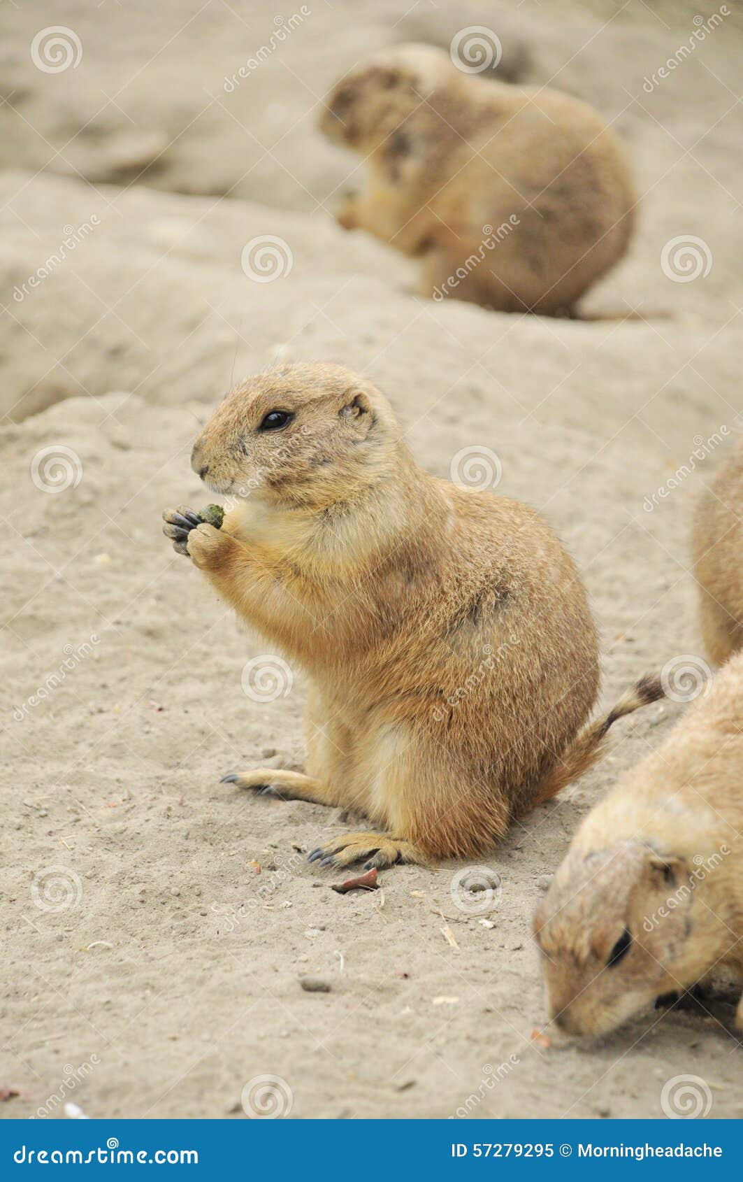 Gophers eating stock image. Image of european, mammal - 57279295