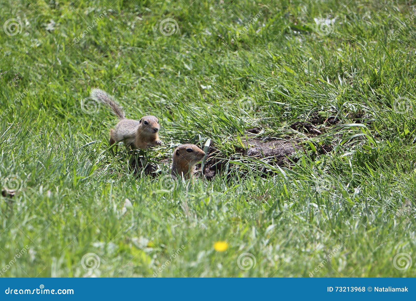 Gophers in a green grass stock photo. Image of natural - 73213968