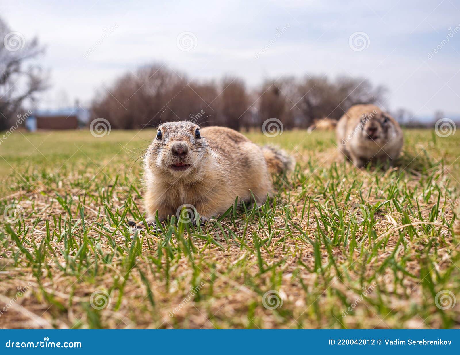 Gophers on the Lawn are Looking at the Camera. Close-up Stock Photo ...