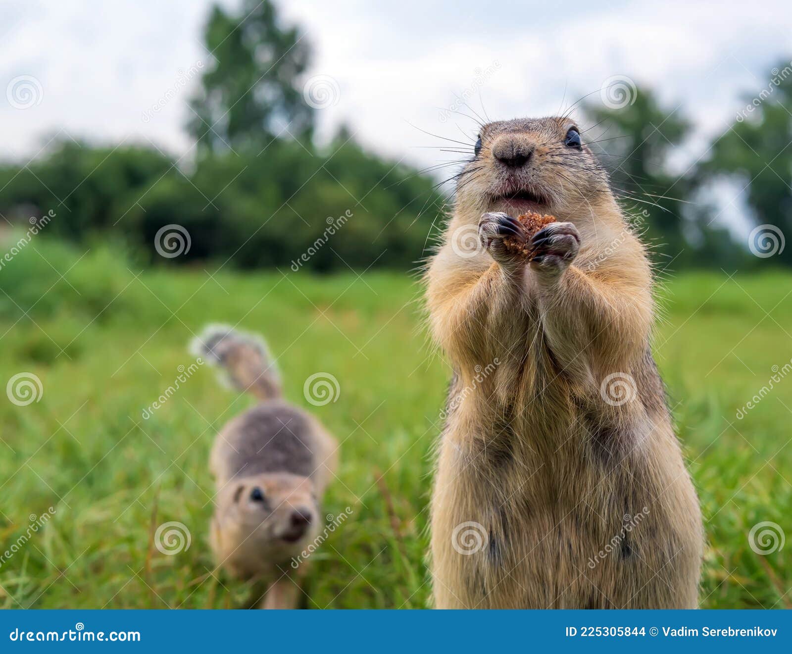 Gophers on the Lawn are Queue Up for a Treat. Close-up Stock Photo ...