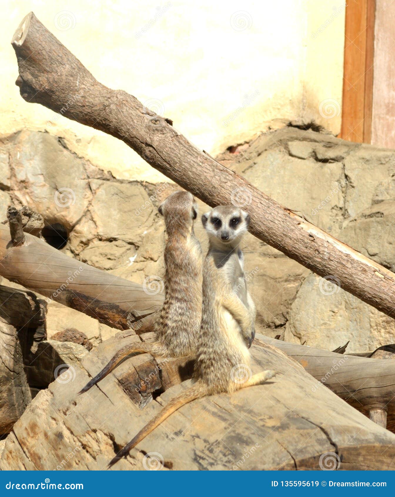 Gophers at zoo stock image. Image of life, lines, experience - 135595619