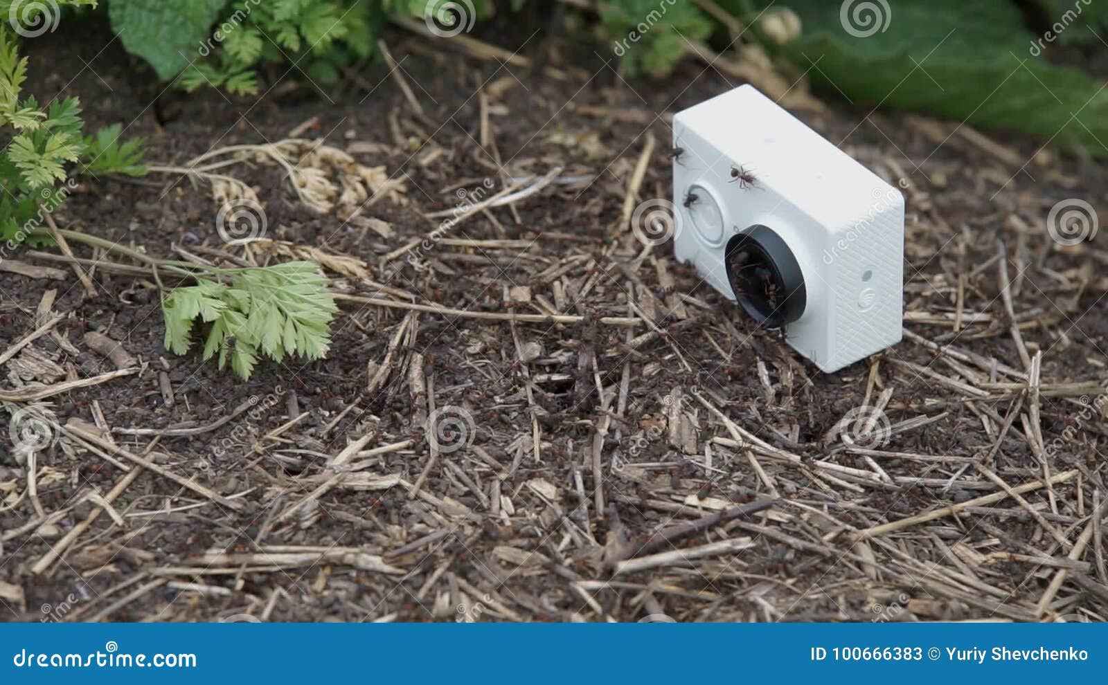 GoPro Camera in the Anthill Stock Video - Video of nest, hill: 100666383