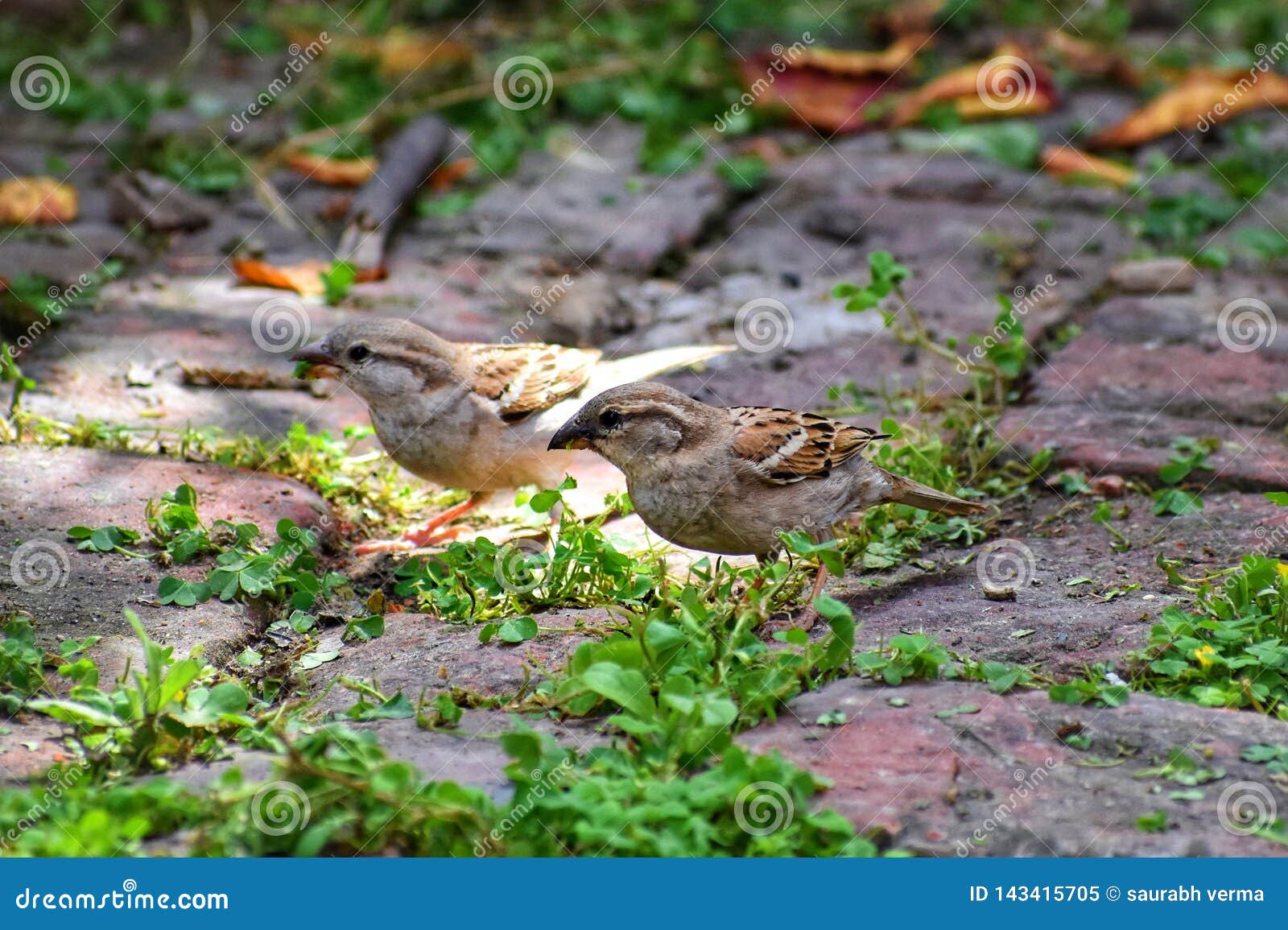 Goraiya stock image. Image of nature, panchi, goraiya - 143415705