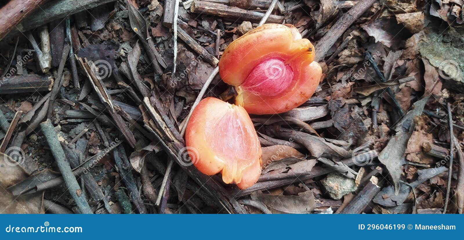 Gediya Stock Photos - Free & Royalty-Free Stock Photos from Dreamstime