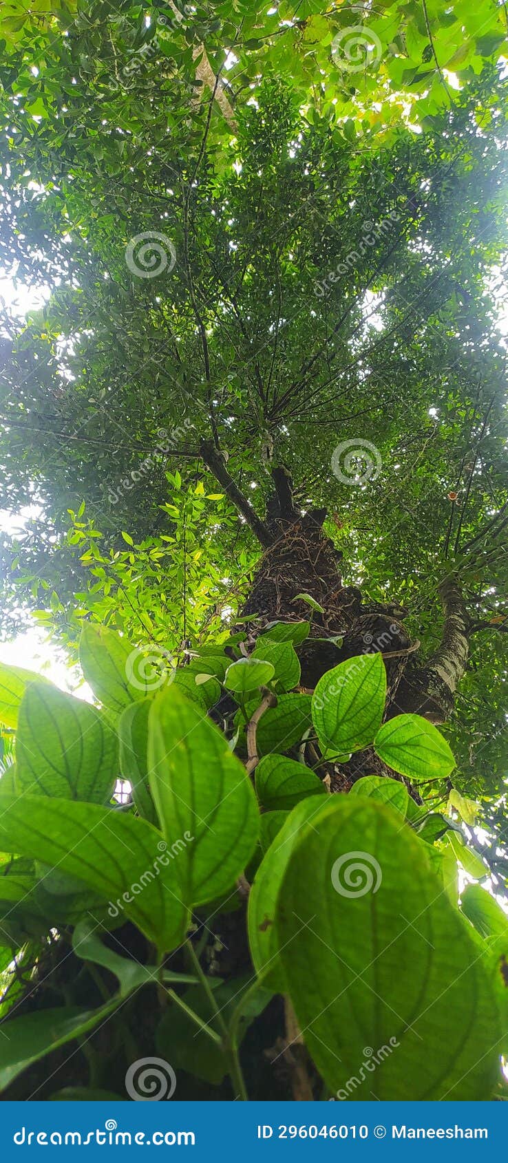 Goraka Tree with Gammiris Vines Sri Lanka Stock Photo - Image of goraka ...