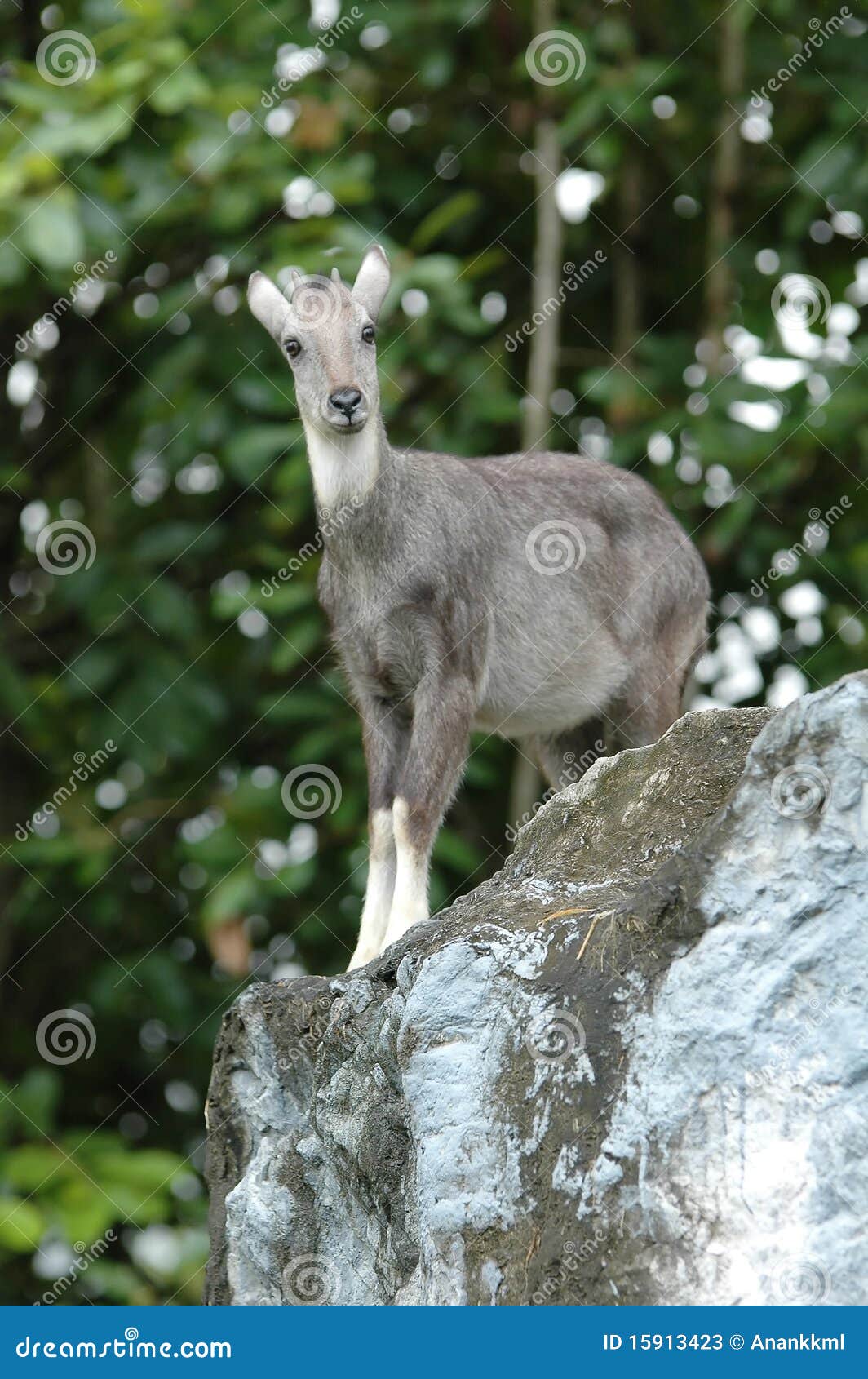 Goral stock image. Image of animal, goral, forest, natural - 15913423