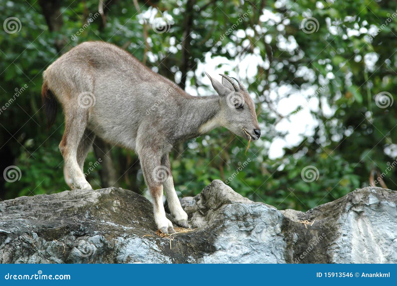 The Himalayan Goral, Naemorhedus Goral. Listed As Near Threatened On ...