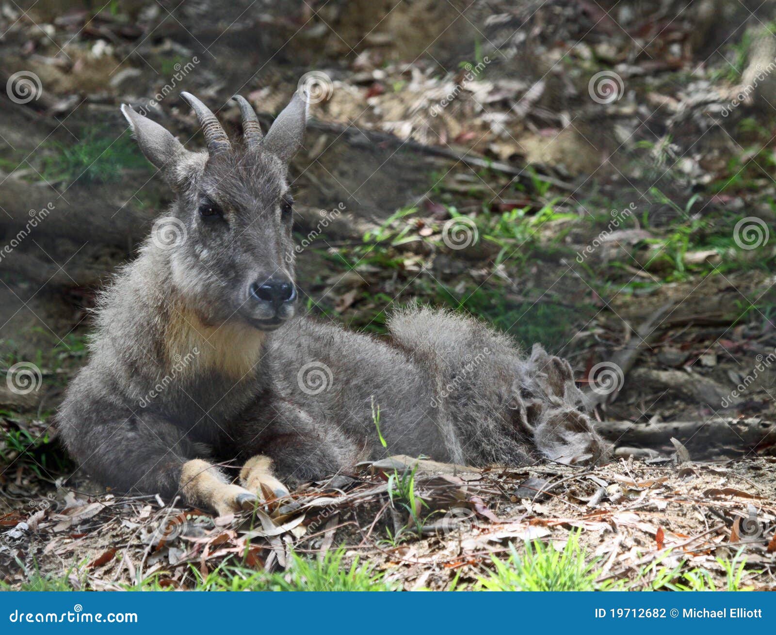 Goral stock photo. Image of portrait, close, hiding, grass - 19712682