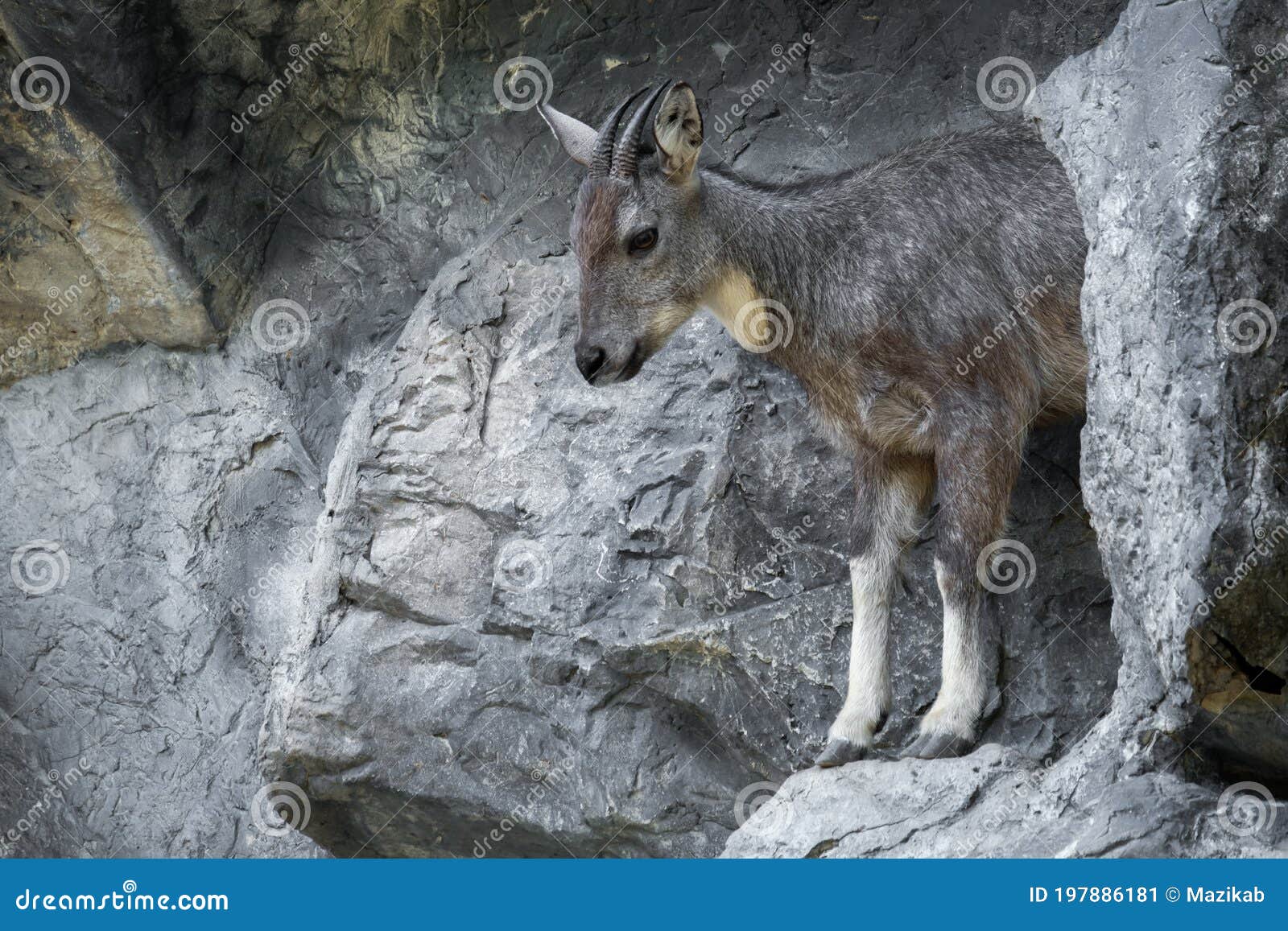 Goral stock image. Image of grey, grass, herbivore, goat - 197886181
