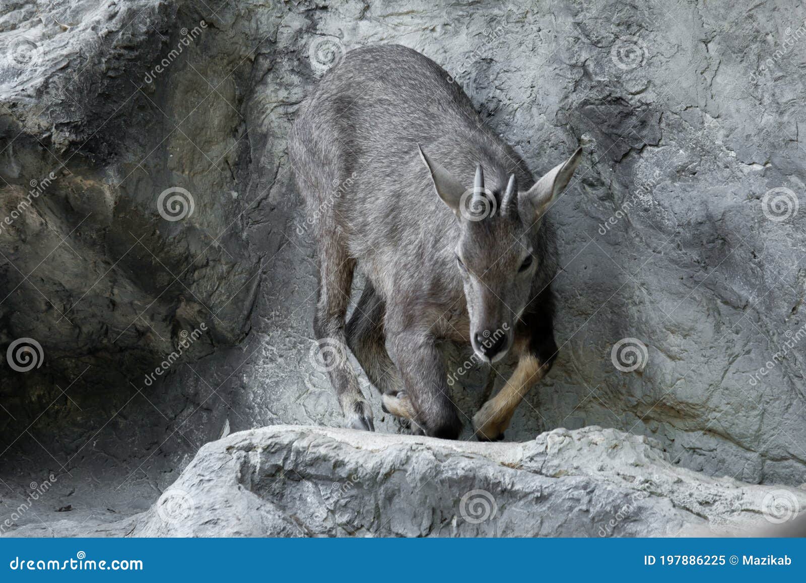 Goral stock image. Image of goat, endanger, mammal, autumn - 197886225