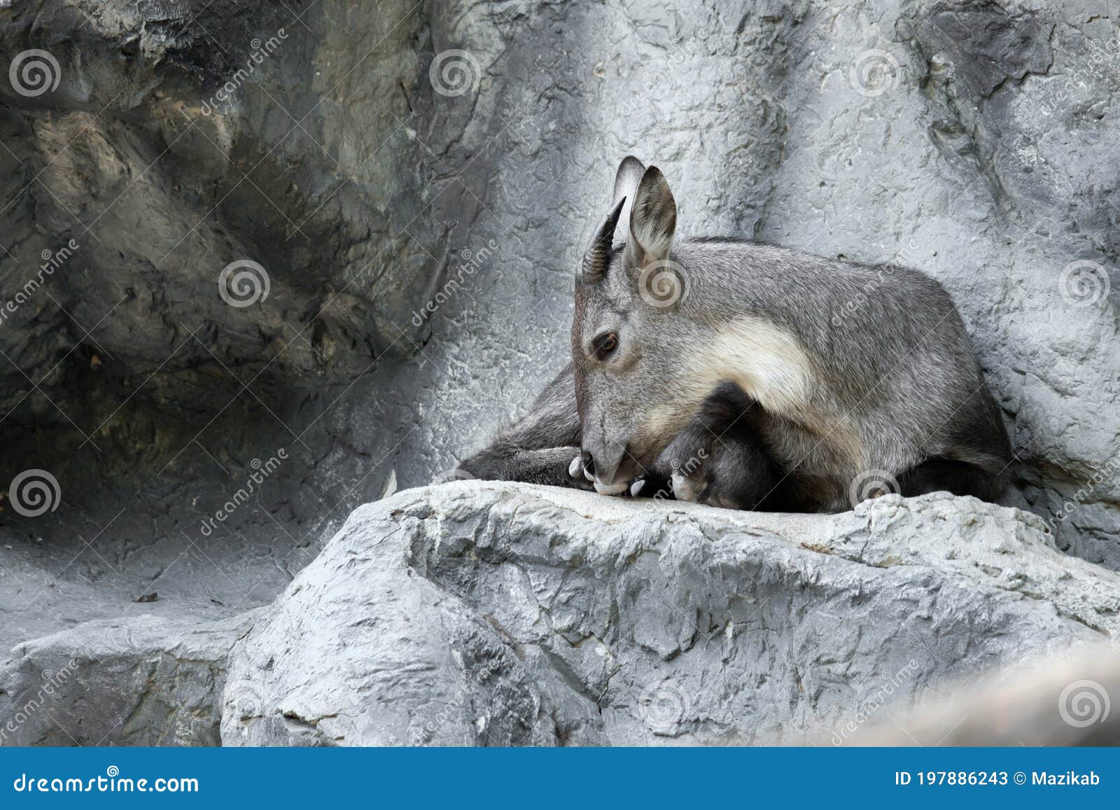 Goral stock image. Image of griseus, goral, animal, hoof - 197886243