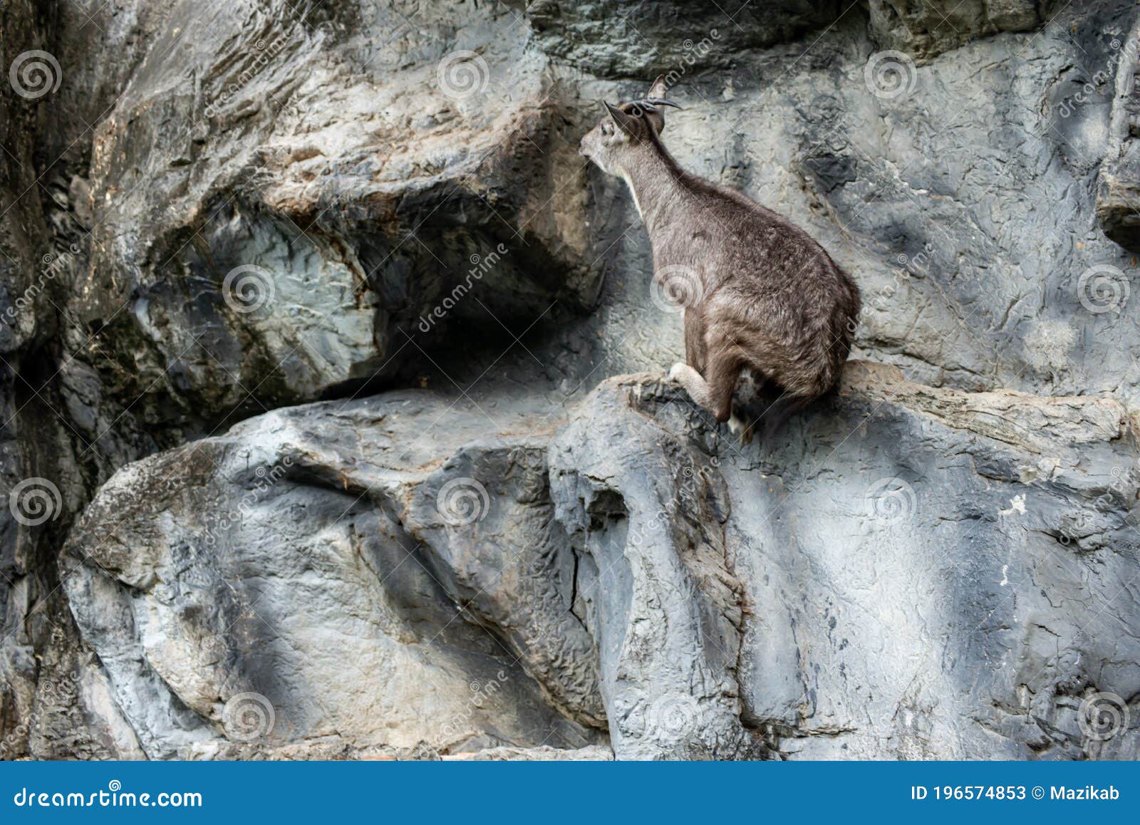 Goral stock image. Image of cliff, endanger, endangered - 196574853