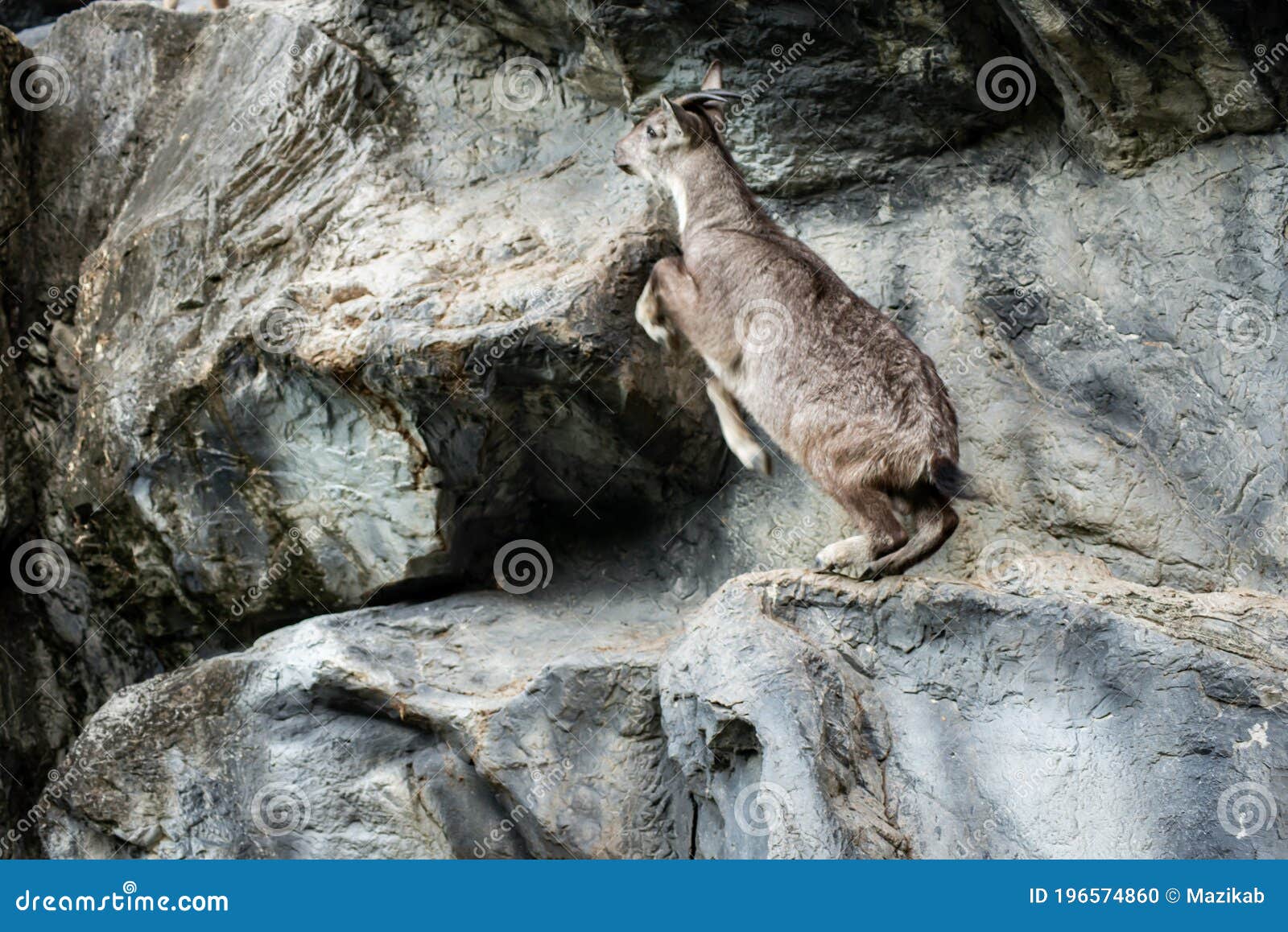 Goral stock photo. Image of mammal, forest, hoof, chinese - 196574860