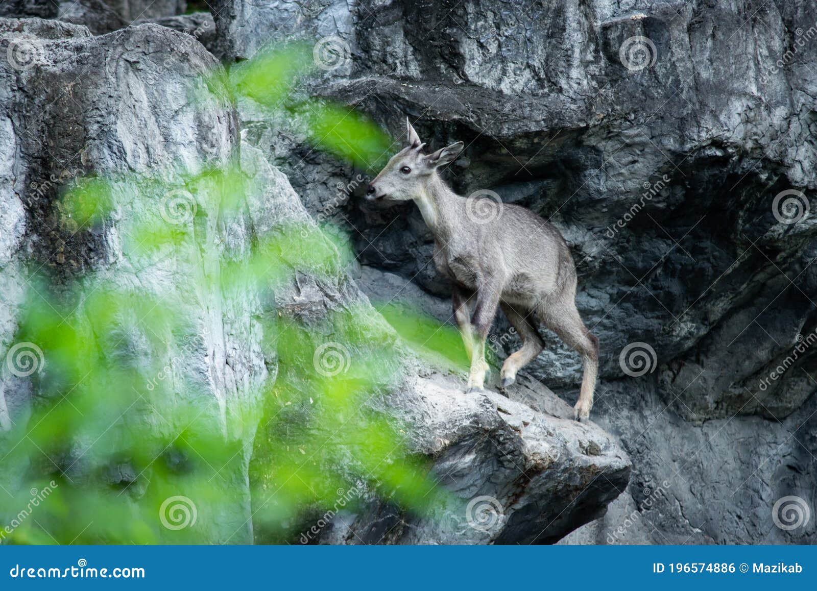 Goral stock photo. Image of himalayan, male, herbivore - 196574886