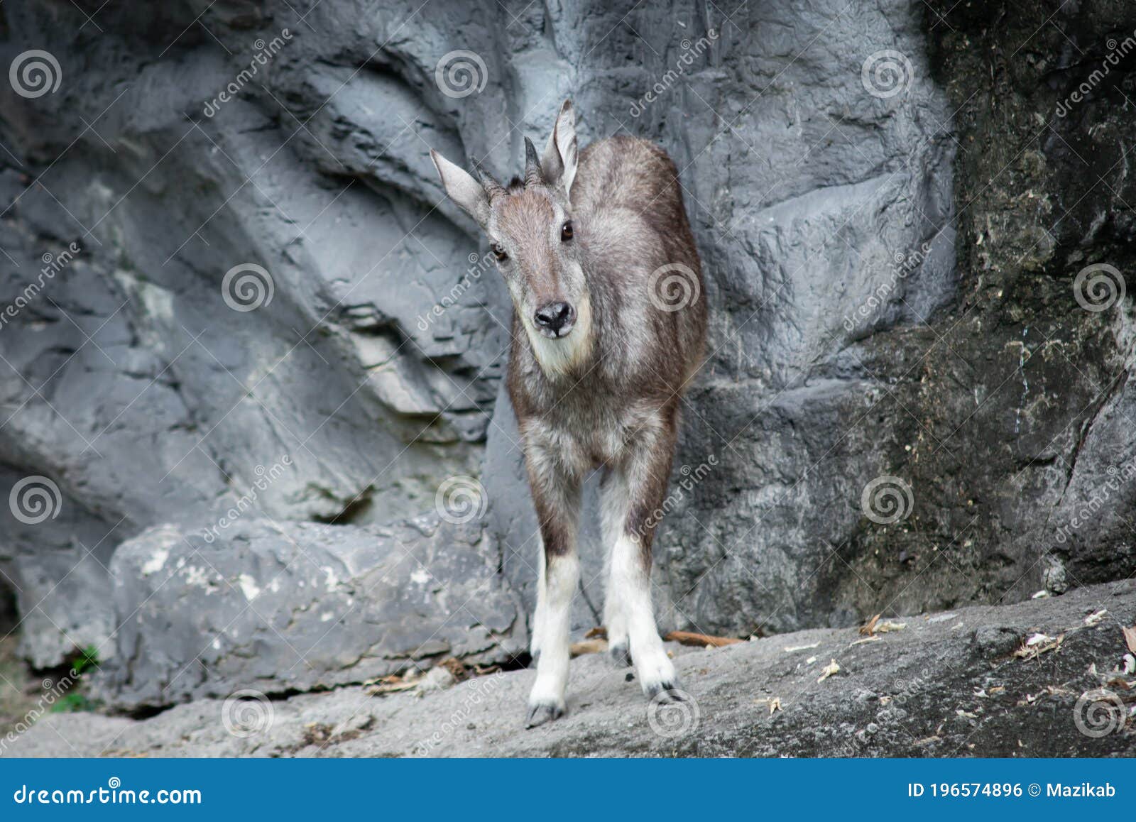 Goral stock photo. Image of habitat, cliff, male, hill - 196574896