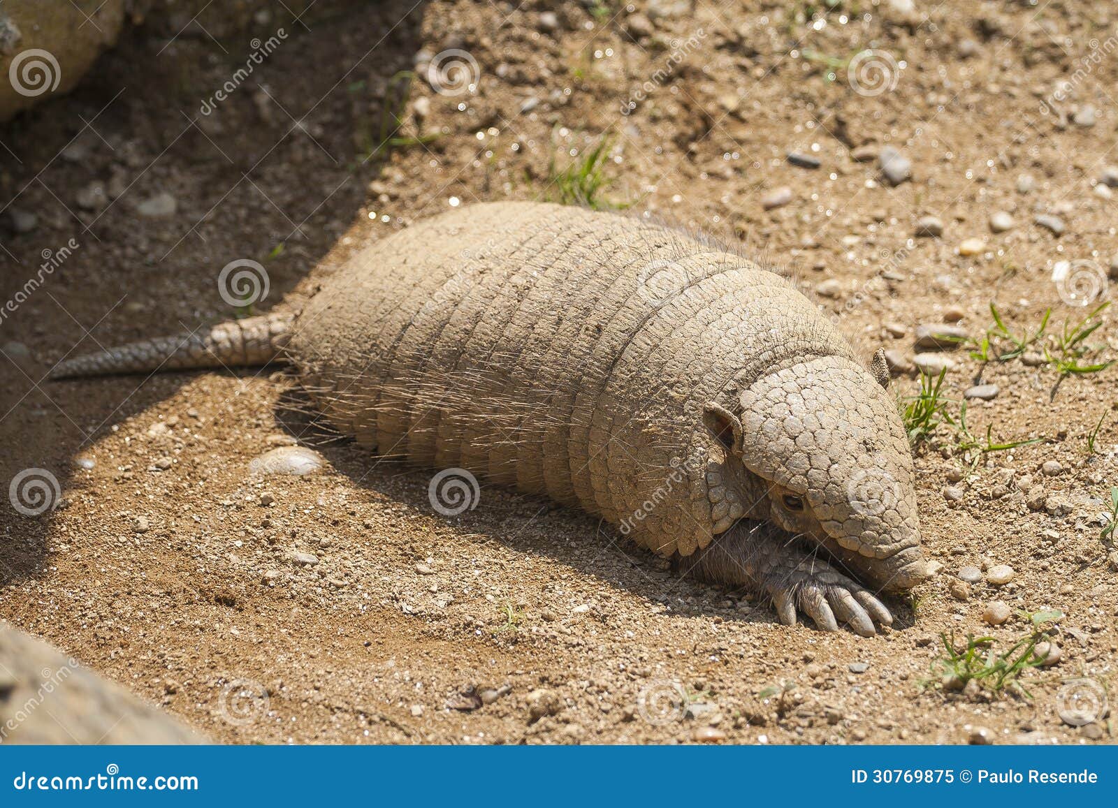 Gordeldier stock afbeelding. Image of kleur, melaatsheid - 30769875