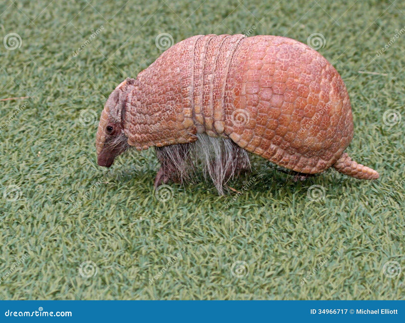 Gordeldier stock afbeelding. Image of gestreept, geweven - 34966717