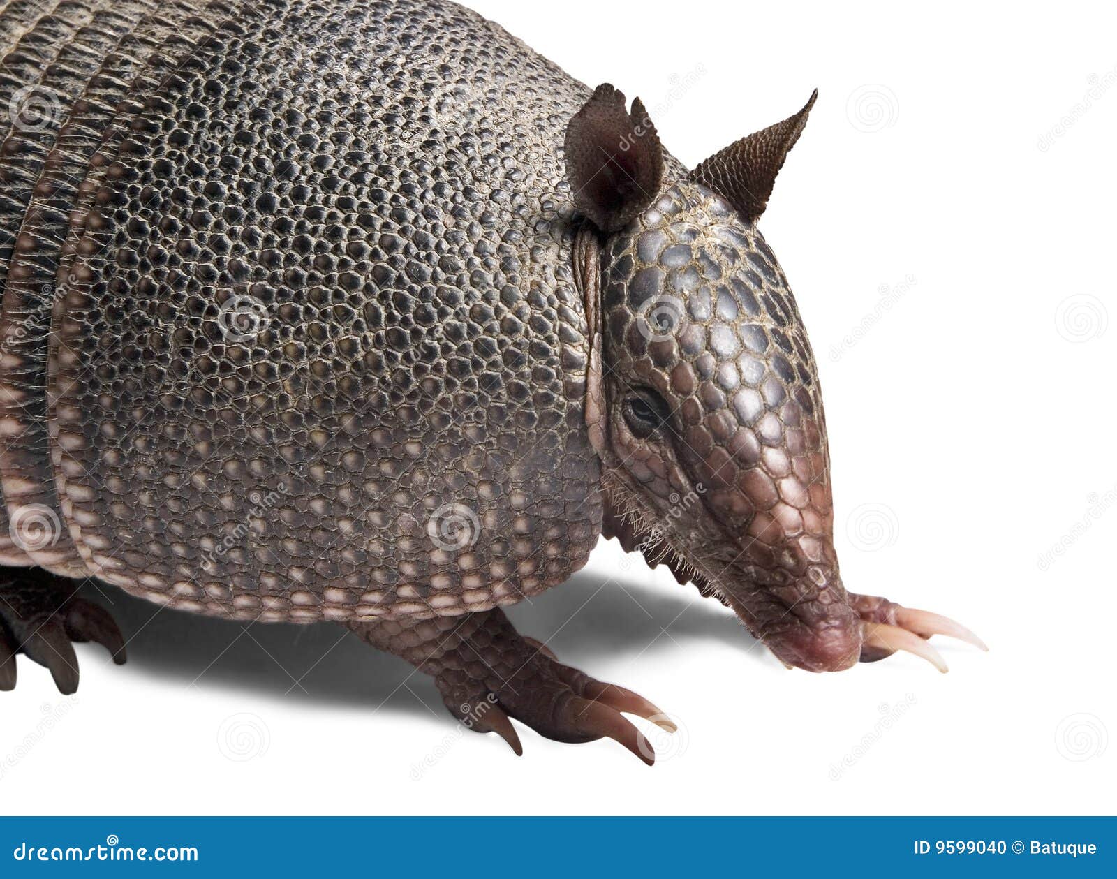 Gordeldier stock foto. Image of nave, gordeldier, pantser - 9599040