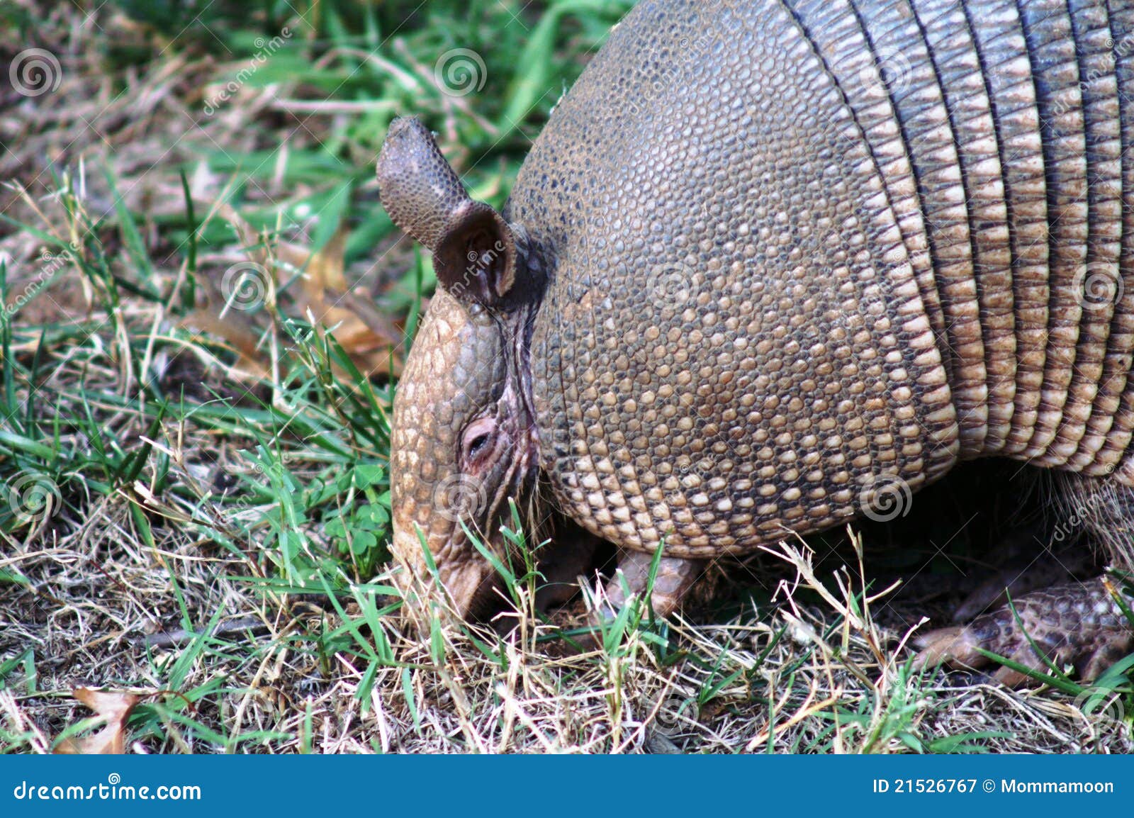 Gordeldier Dat Naar Insecten Zoekt Stock Afbeelding - Image of buiten ...