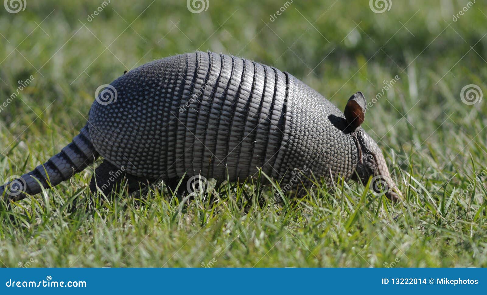 Gordeldier in het Gras stock foto. Image of gazon, groen - 13222014