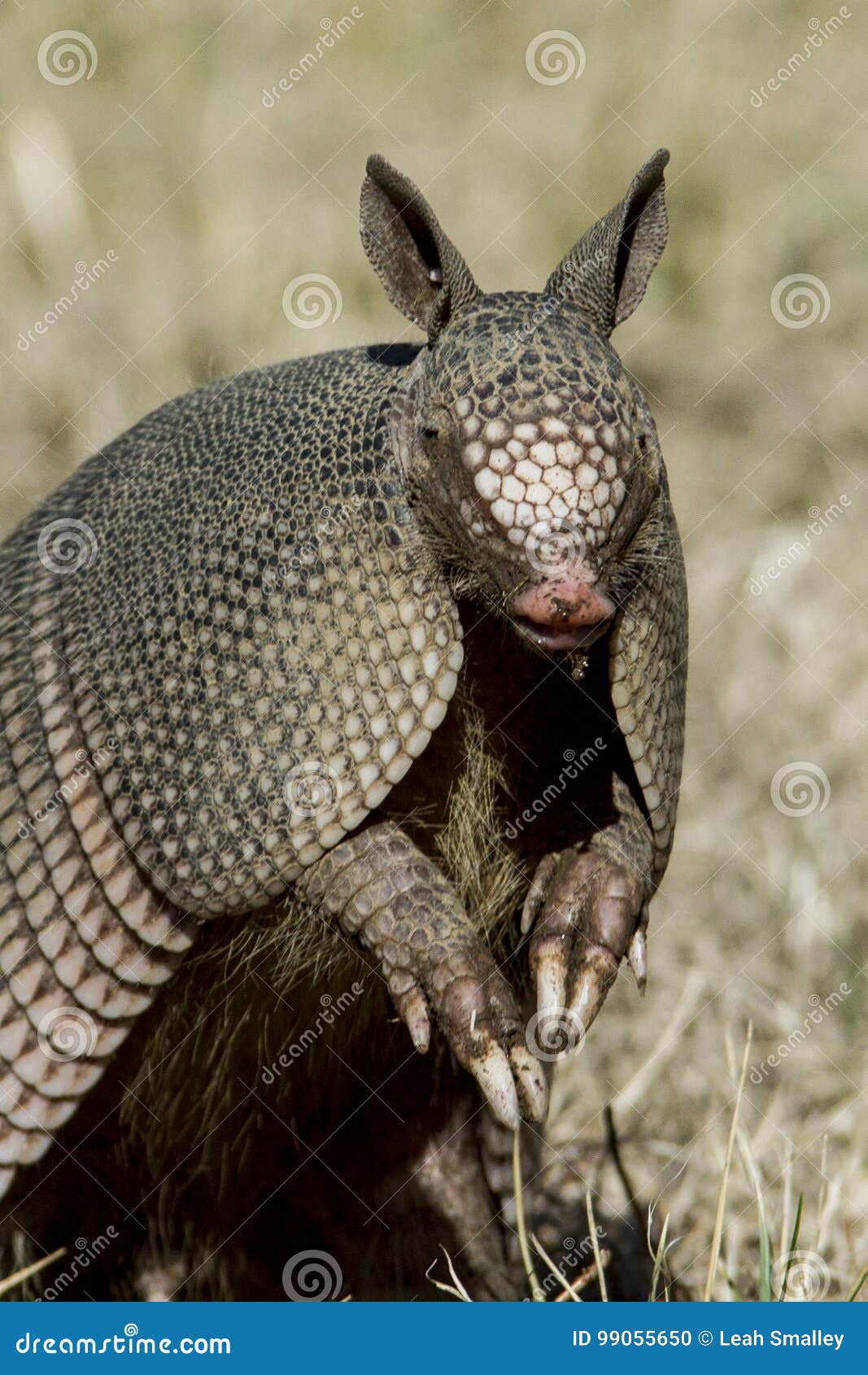 Gordeldier in Het Gras - Headshot Stock Foto - Image of nave, buiten ...