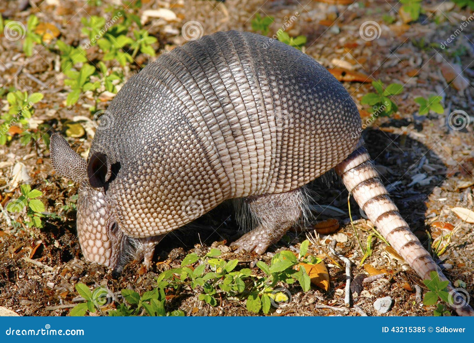 Gordeldier Het Graven Voor Insecten Stock Afbeelding - Image of ...