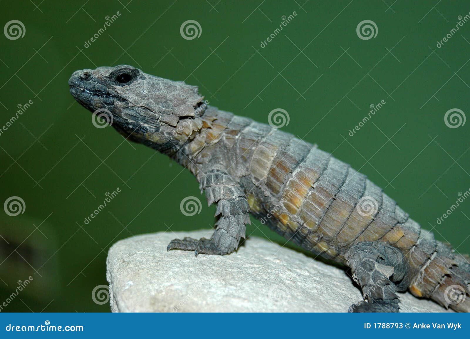 Gordeldier Omringde Hagedis Stock Afbeelding - Image of klein, wild ...