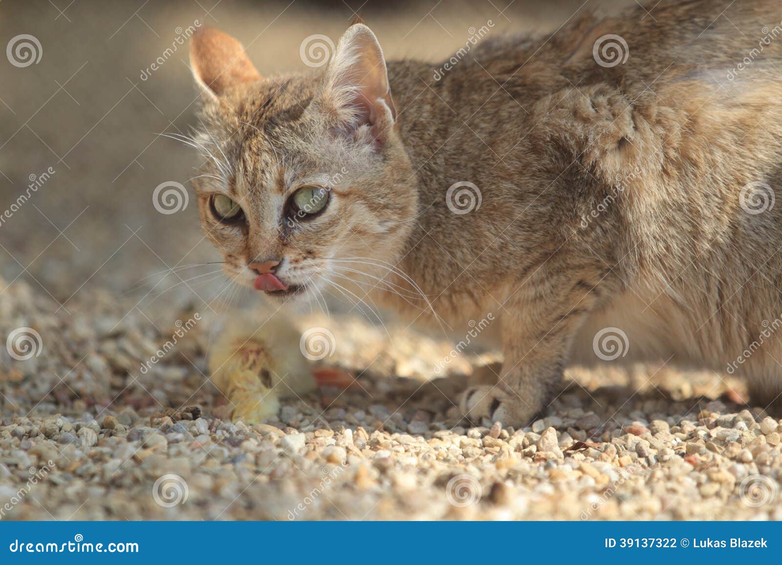Gordon cat stock photo. Image of animal, wild, nature - 39137322