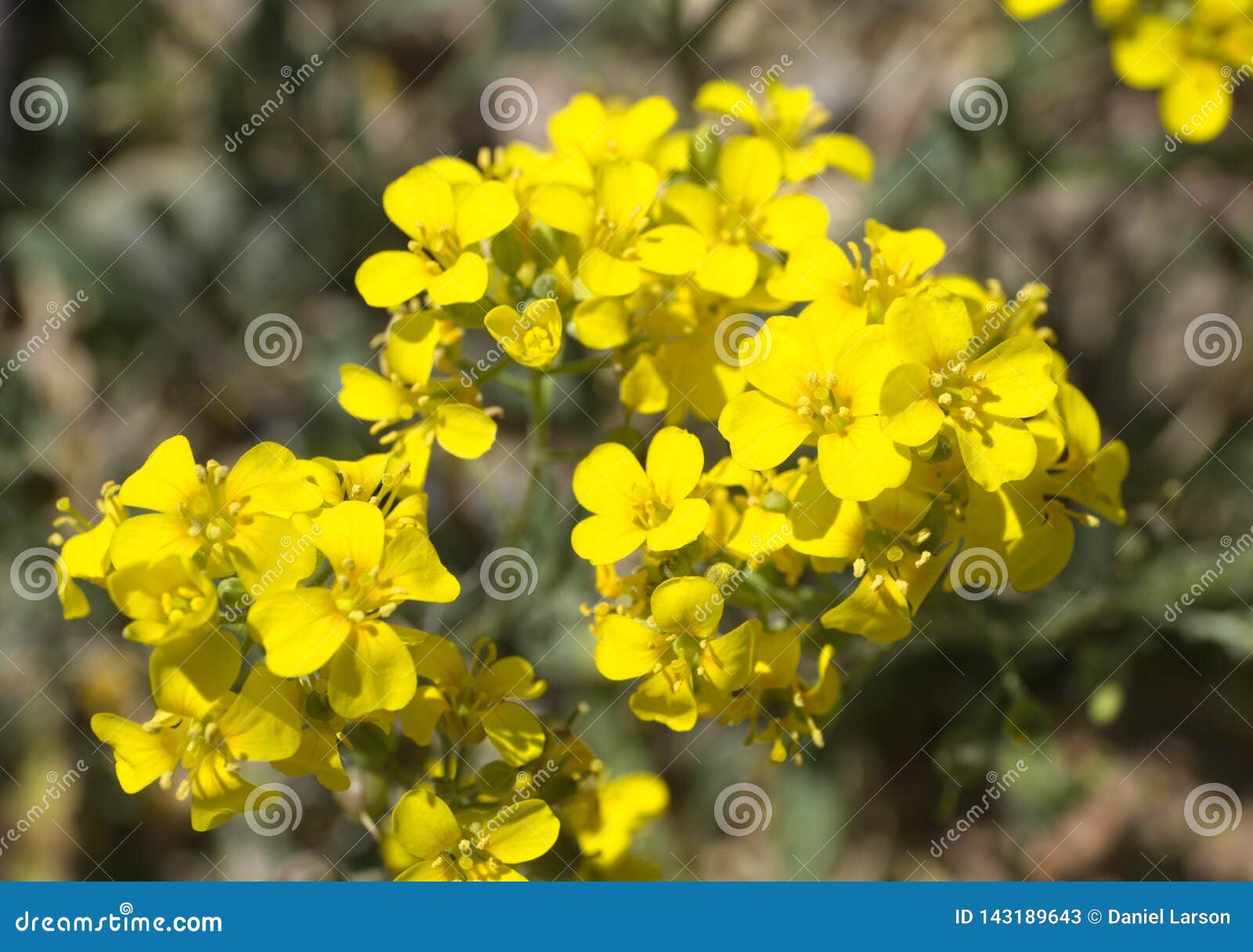 Gordon`s Bladderpod flower stock image. Image of botany - 143189643
