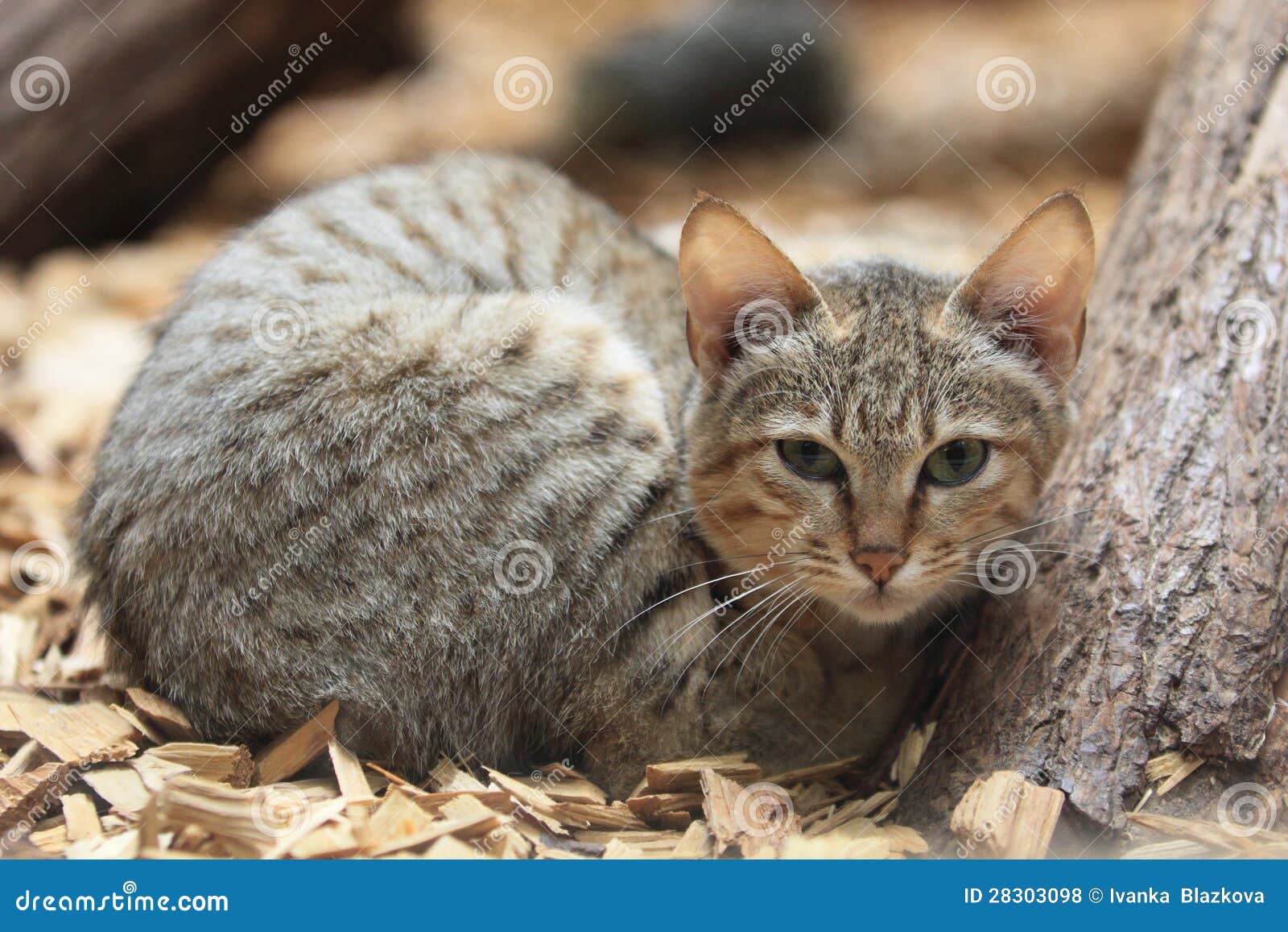 Gordon s Wild Cat stock photo. Image of nature, animal - 28303098
