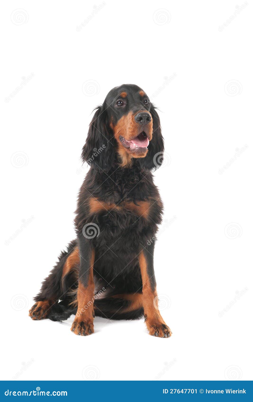 Gordon Setter stock image. Image of brown, sitting, young - 27647701