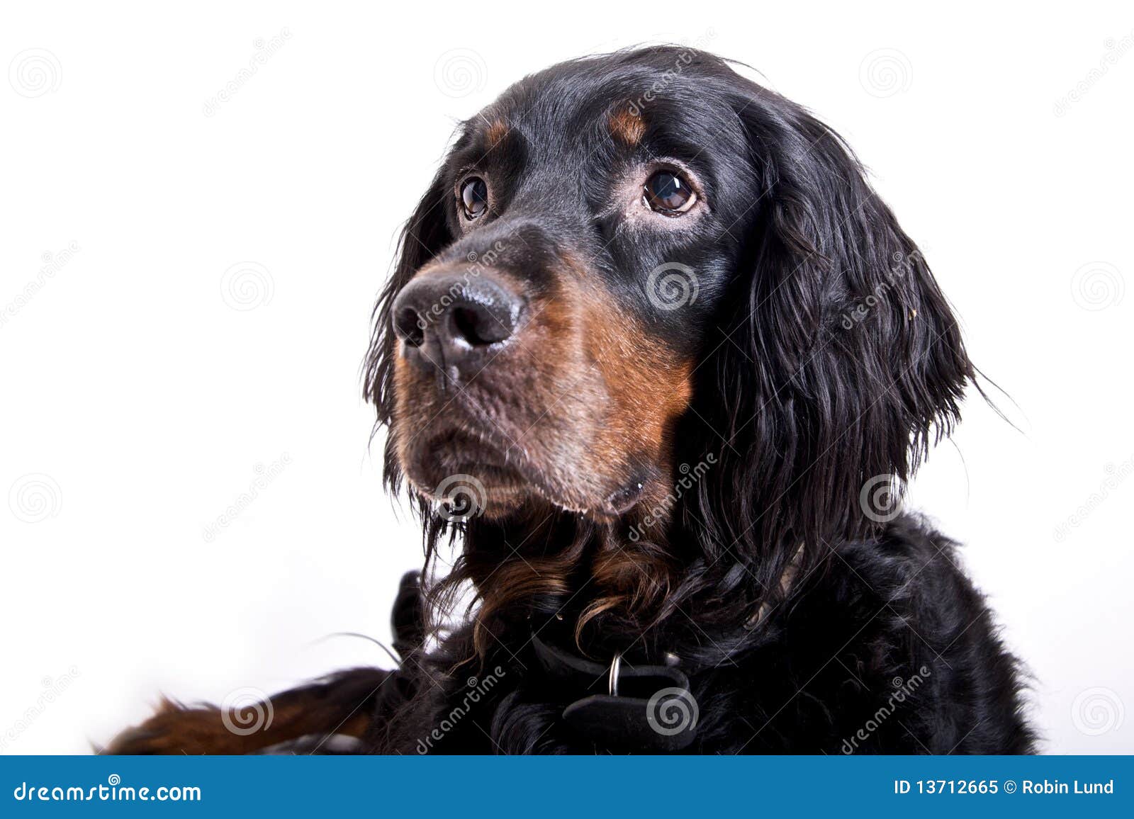 Gordon setter face stock image. Image of black, gordon - 13712665