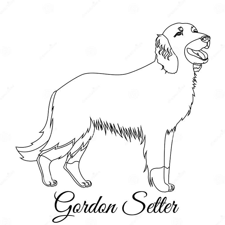 Gordon setter outline stock illustration. Illustration of breed - 102929945