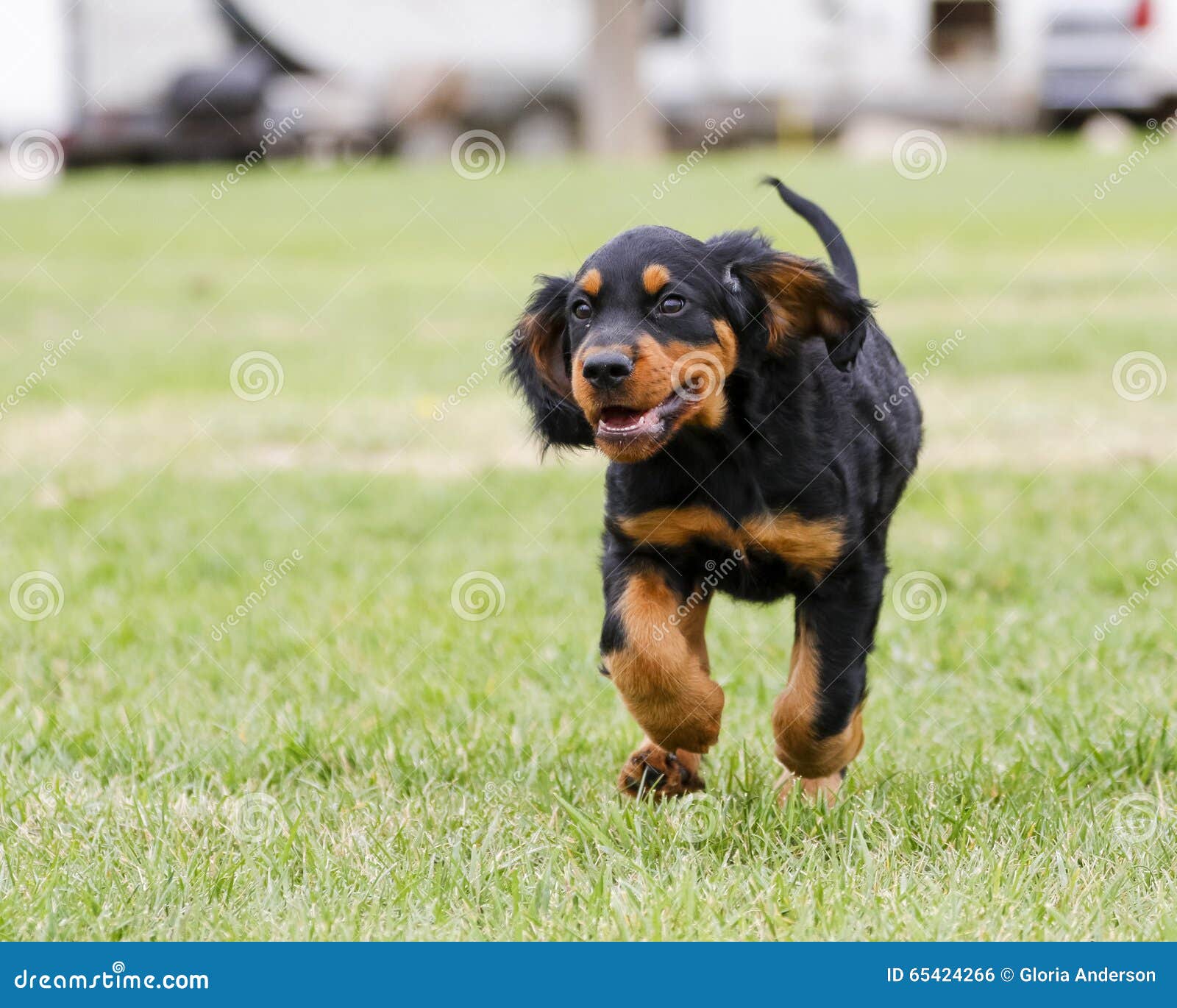 Gordon Setter Puppy Running Stock Photo - Image of sweet, canine: 65424266