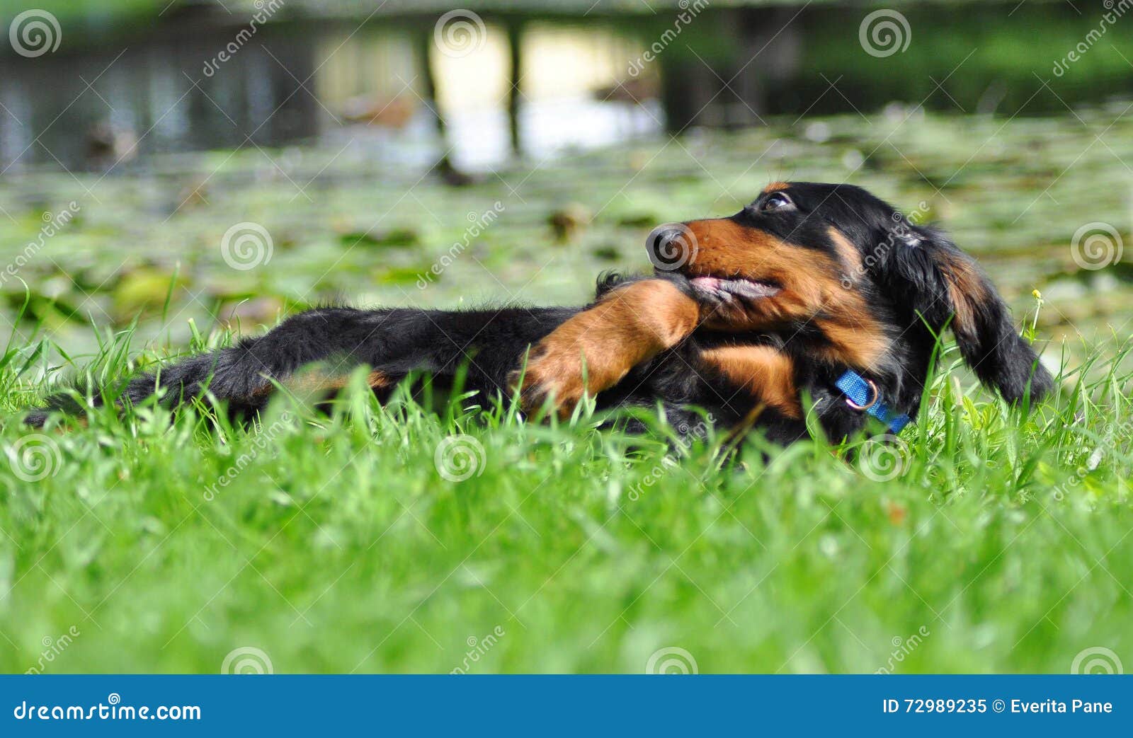 Gordon Setter Puppy in the Summer Stock Image - Image of setter, water ...