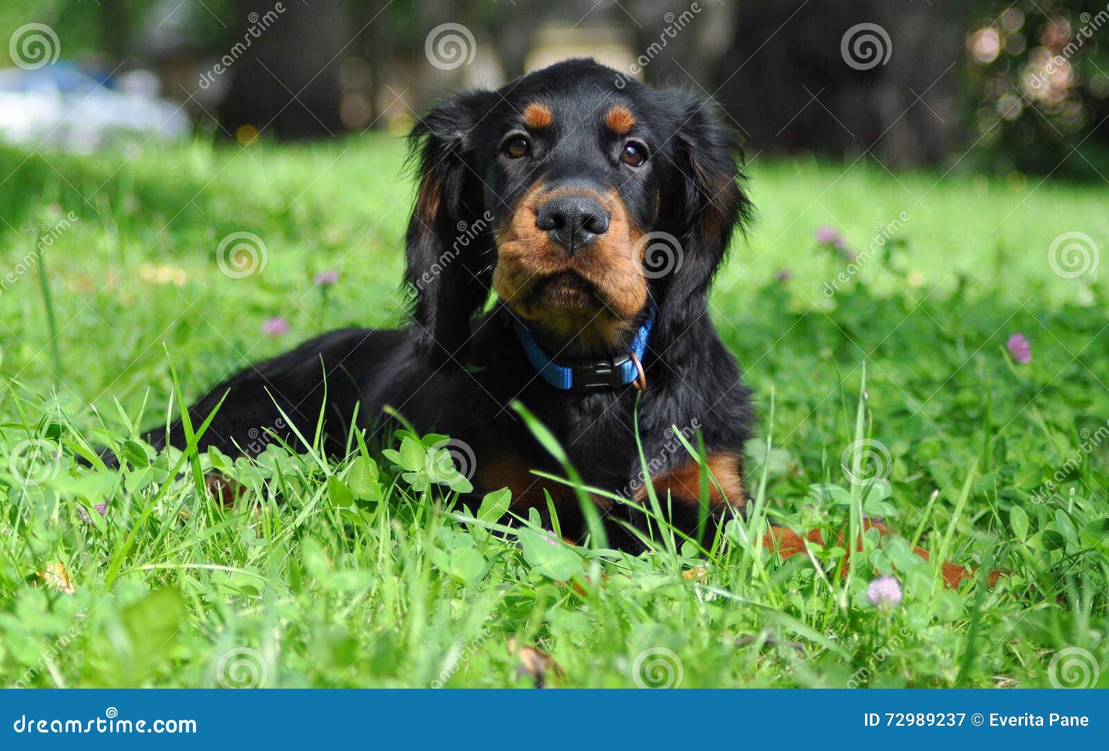 Gordon Setter Puppy in the Summer Stock Image - Image of blue, grass ...