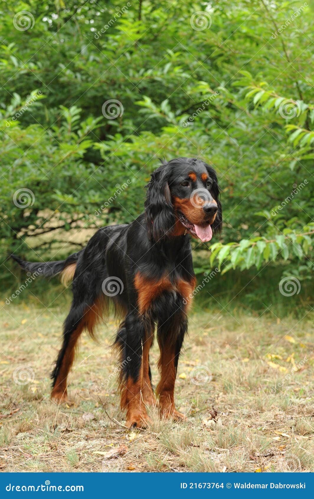 Gordon Setter / Setter King Stock Photo - Image of watching, hunting ...