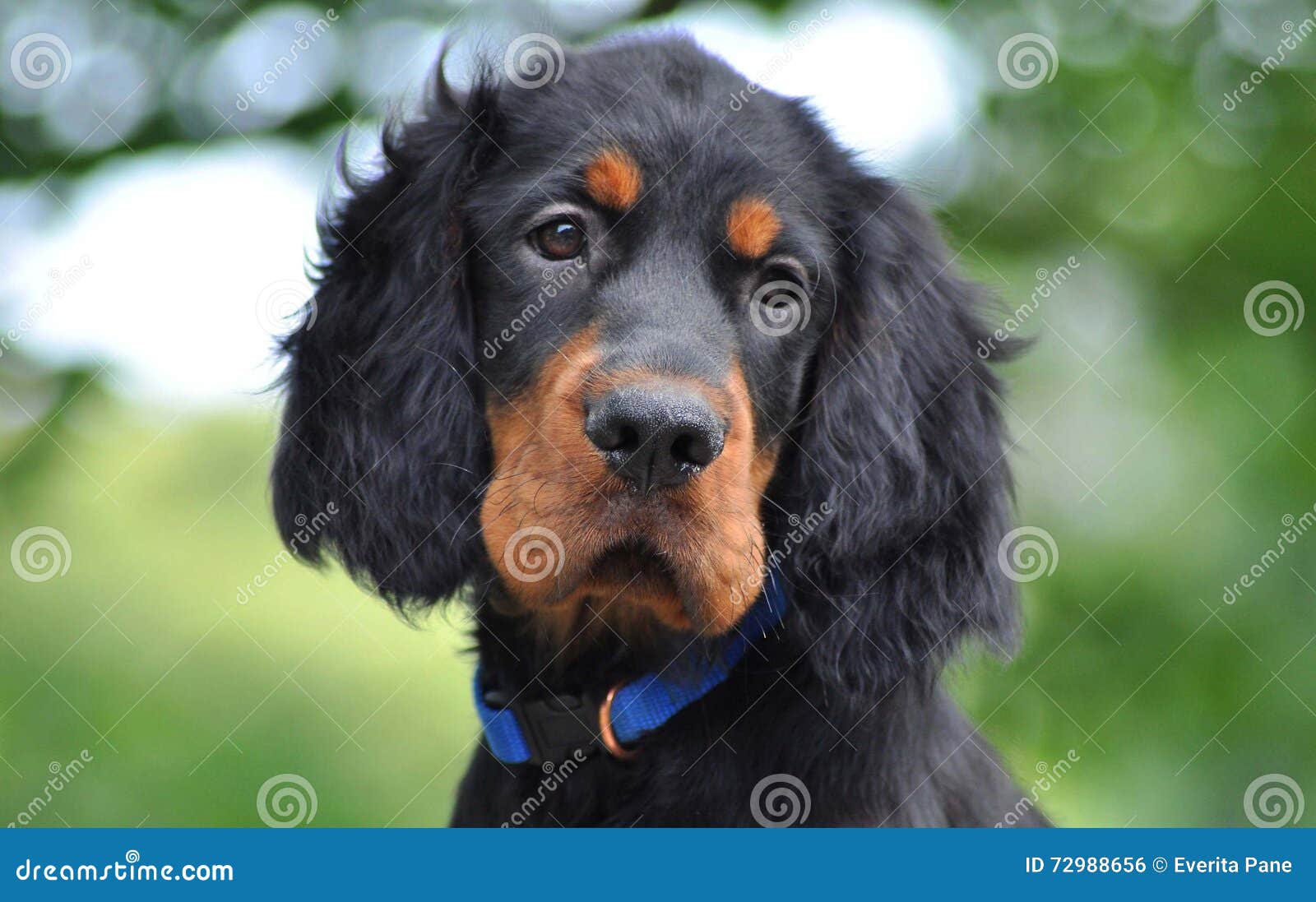 Gordon Setter Valp I Sommaren Arkivfoto - Bild av valp, hund: 72988656