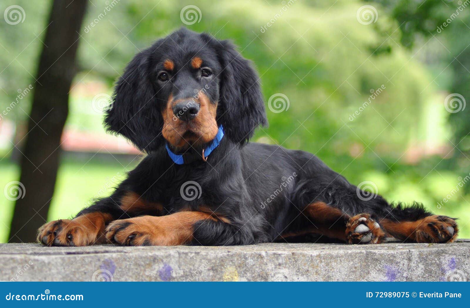 Gordon Setter Valp I Sommaren Fotografering för Bildbyråer - Bild av ...