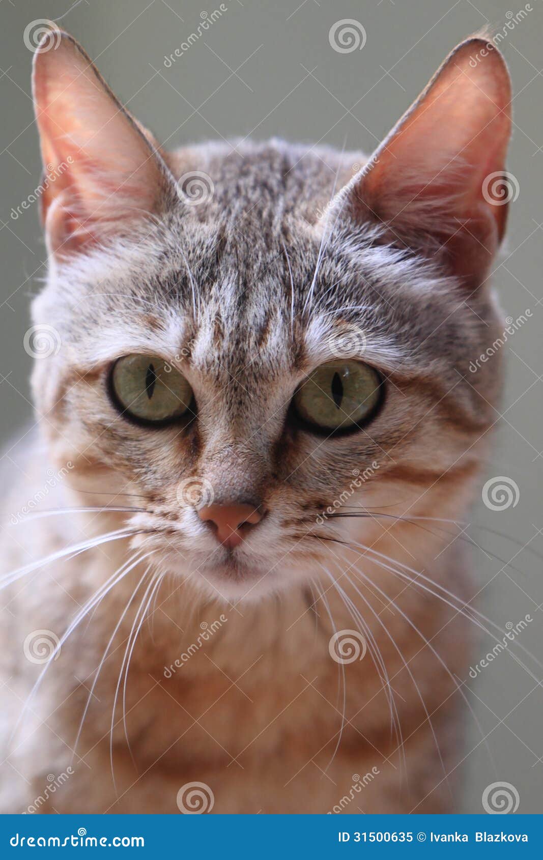 Gordon wildcat stock image. Image of detail, nature, silvestris - 31500635