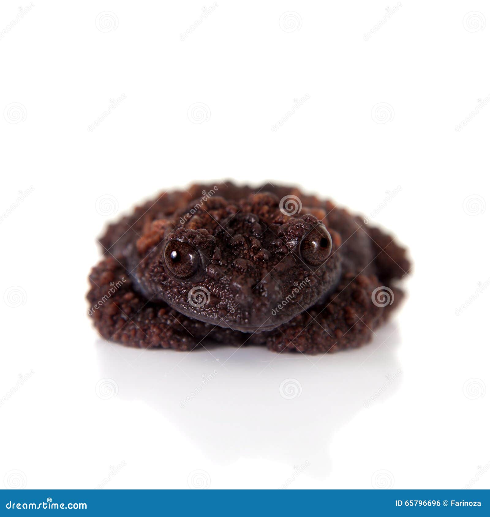 Gordons Mossy Frog, Theloderma Gordoni, on White Stock Photo - Image of ...
